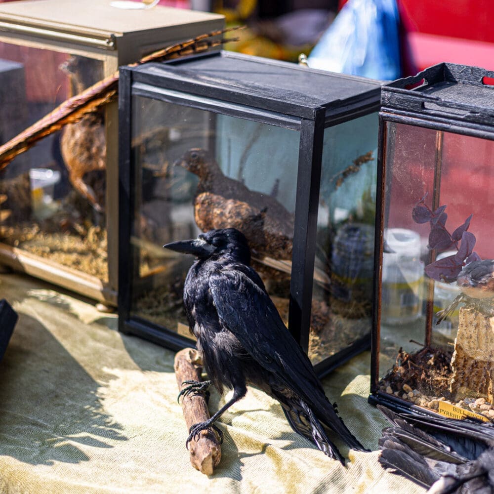 shepton mallet giant flea