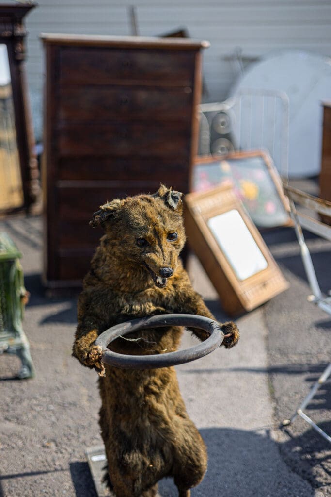 shepton mallet giant flea